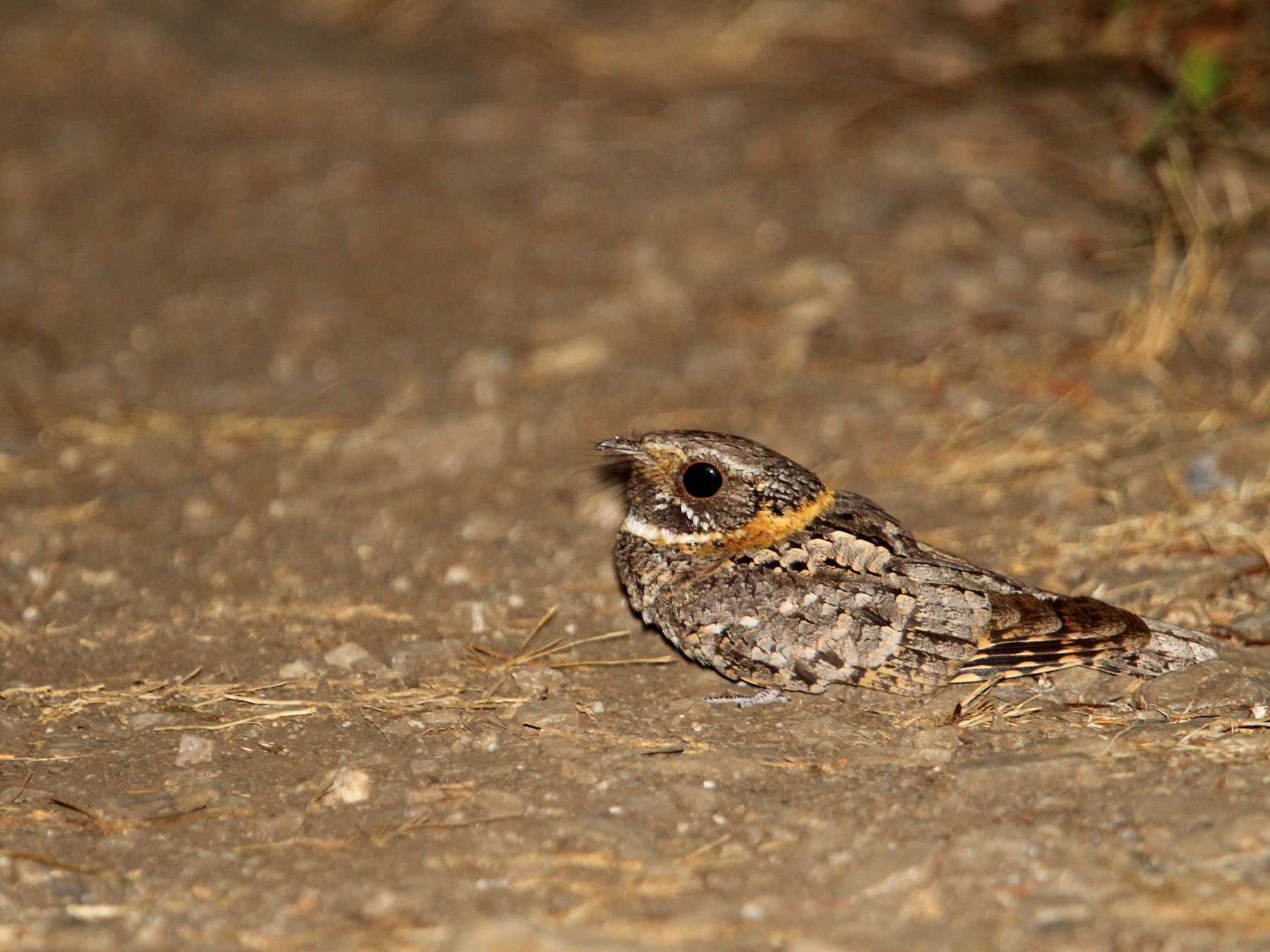 Buff-collared Nightjar - eBird