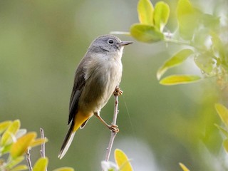 Colima Warbler - eBird
