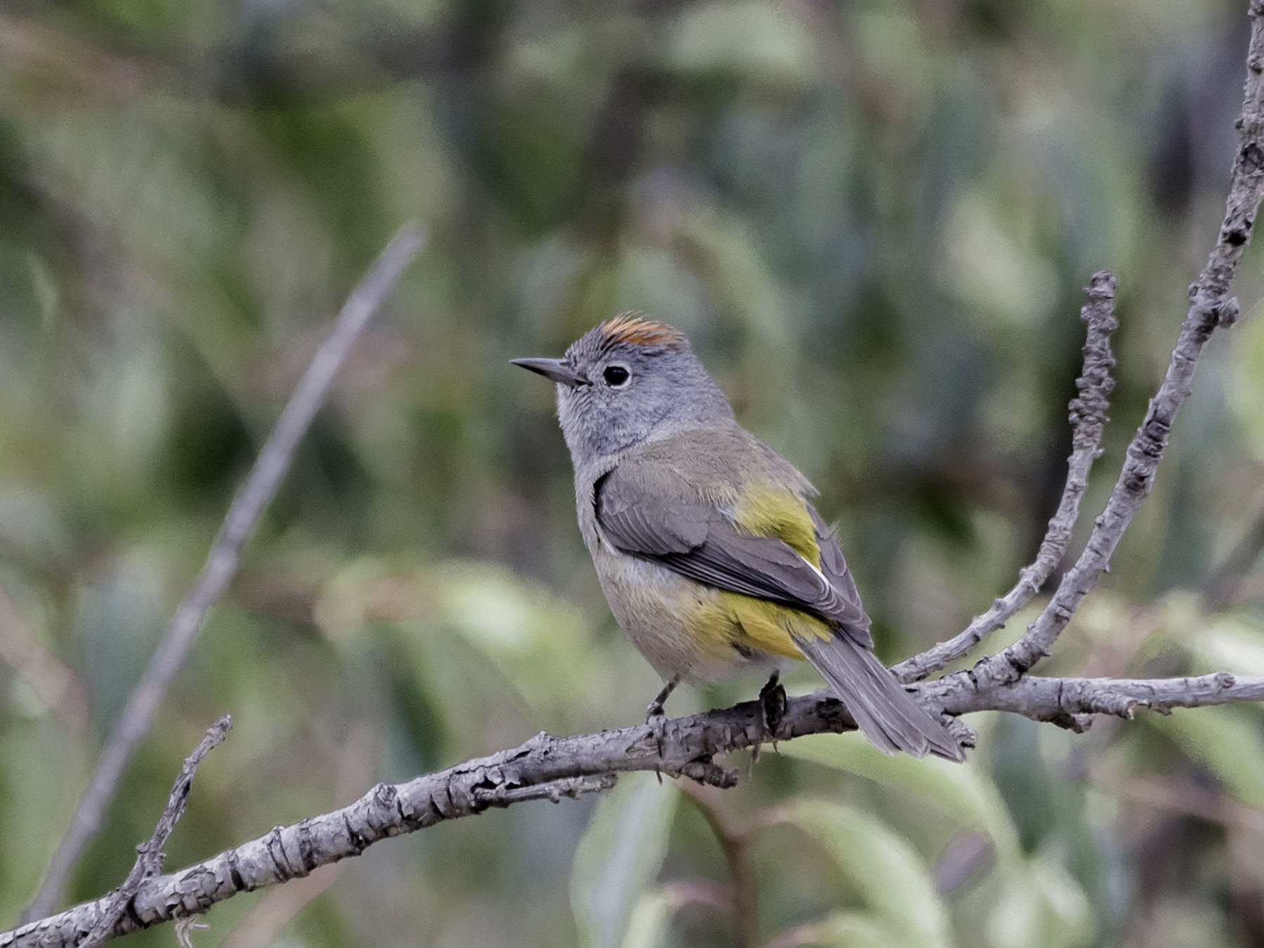 Colima Warbler - eBird