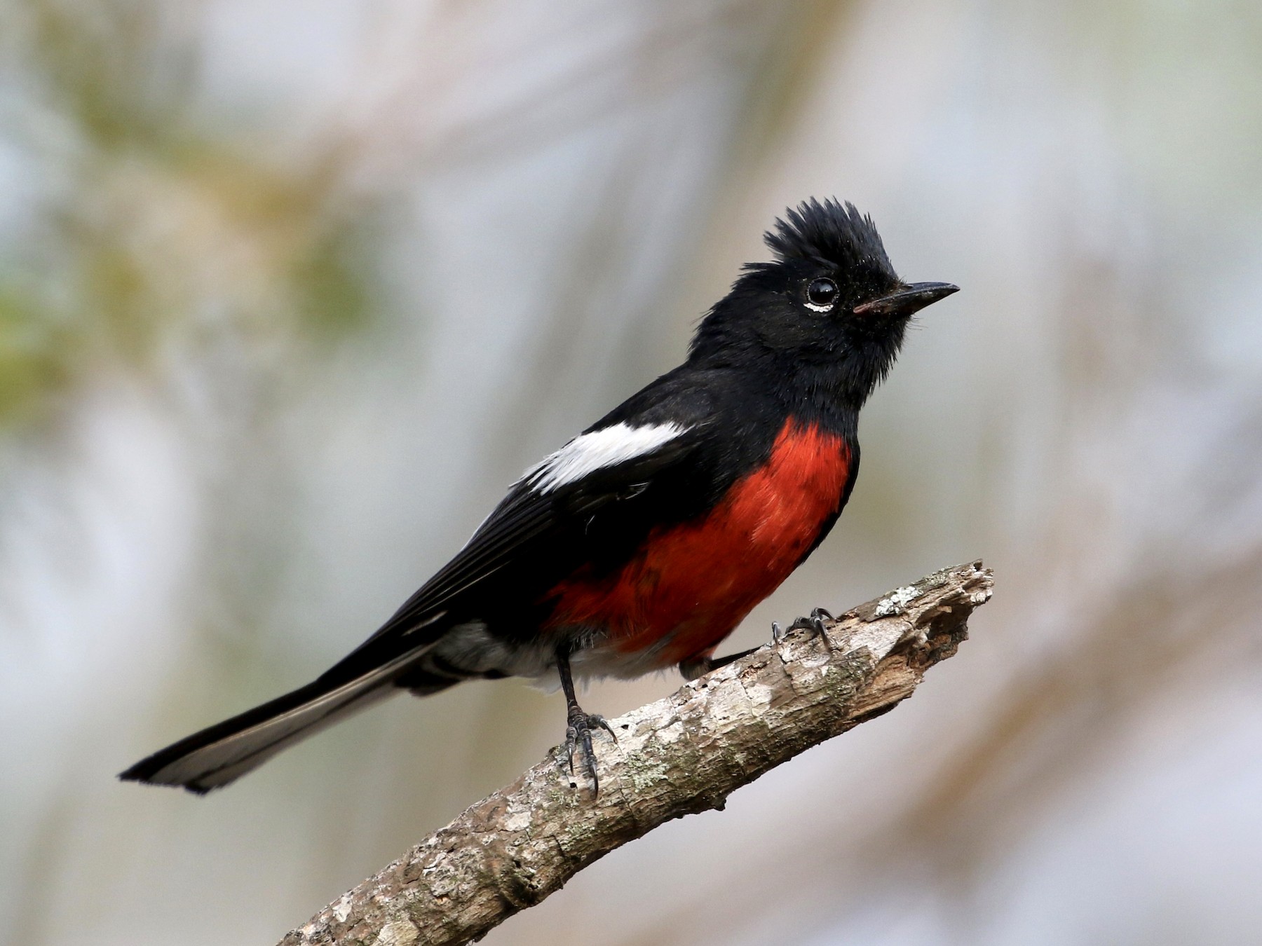Painted Redstart