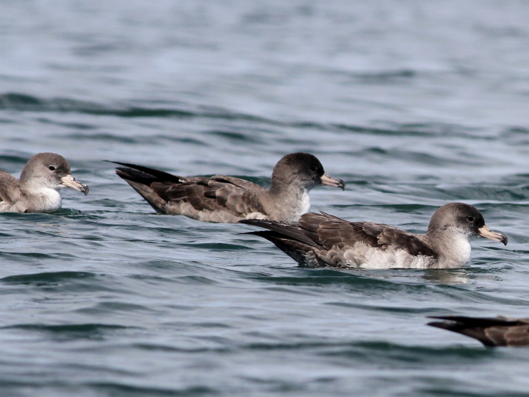 Pink-footed Shearwater - eBird