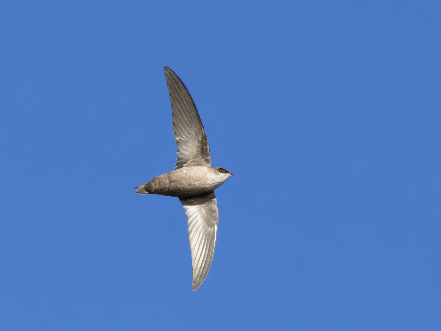 Vaux's Swift - eBird