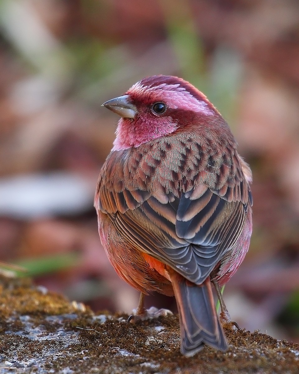 ML309089701 Pink-browed Rosefinch Macaulay Library