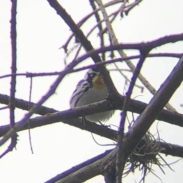 eBird Checklist - 18 Feb 2021 - LSU Campus--Campus Lake - 19 species