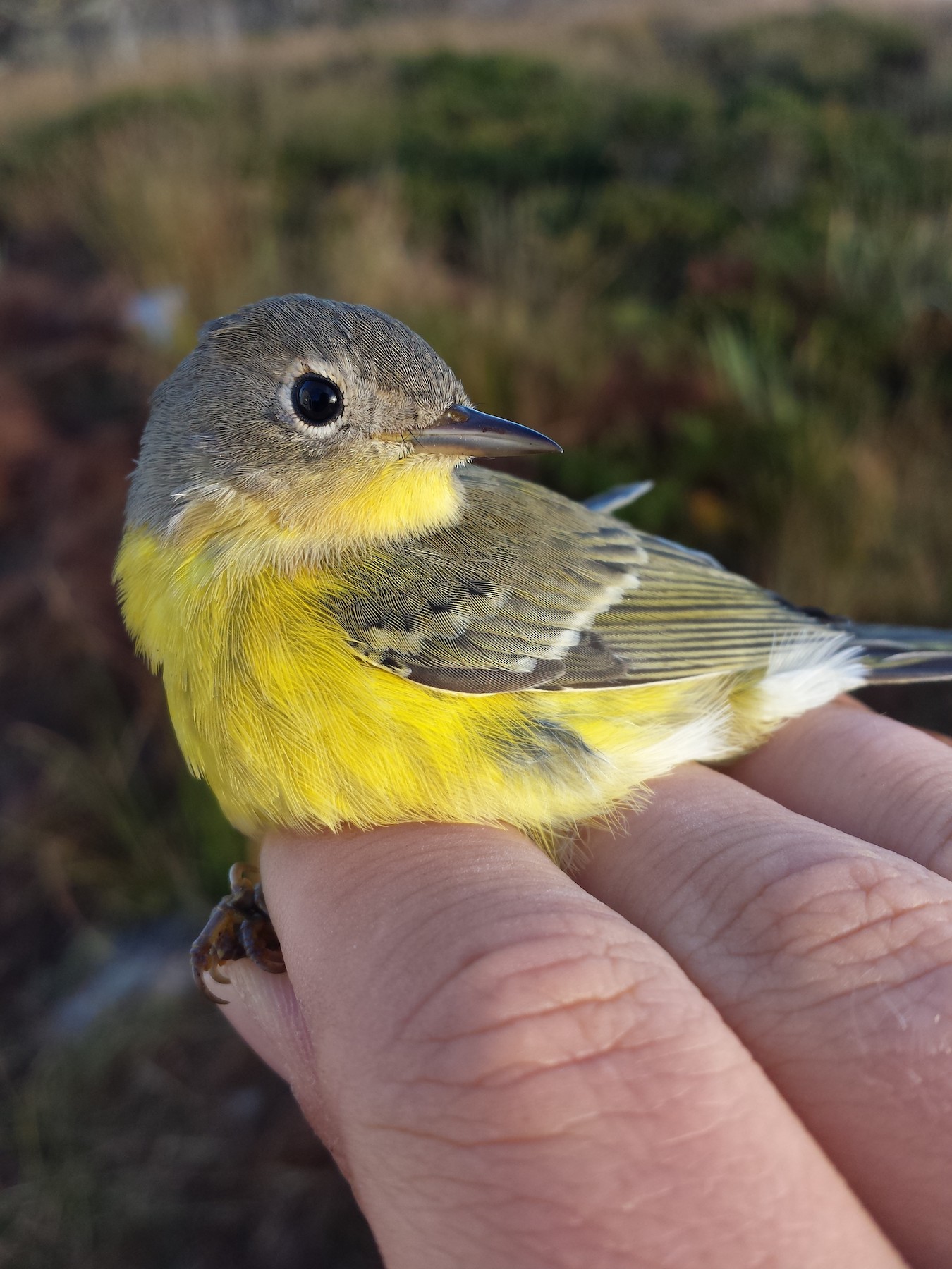 Nashville x Magnolia Warbler (hybrid) - eBird