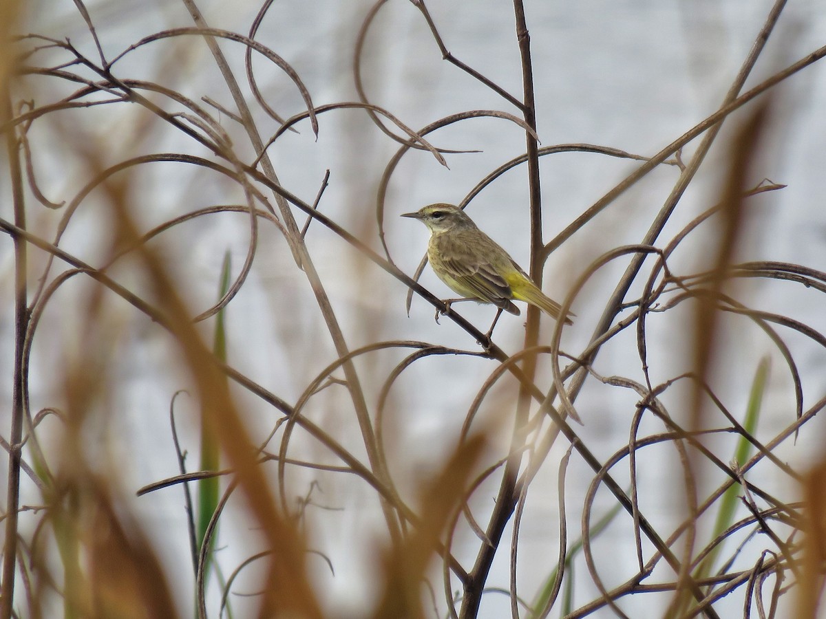 eBird Checklist - 18 Feb 2021 - Altamaha WMA--Butler Island Plantation ...