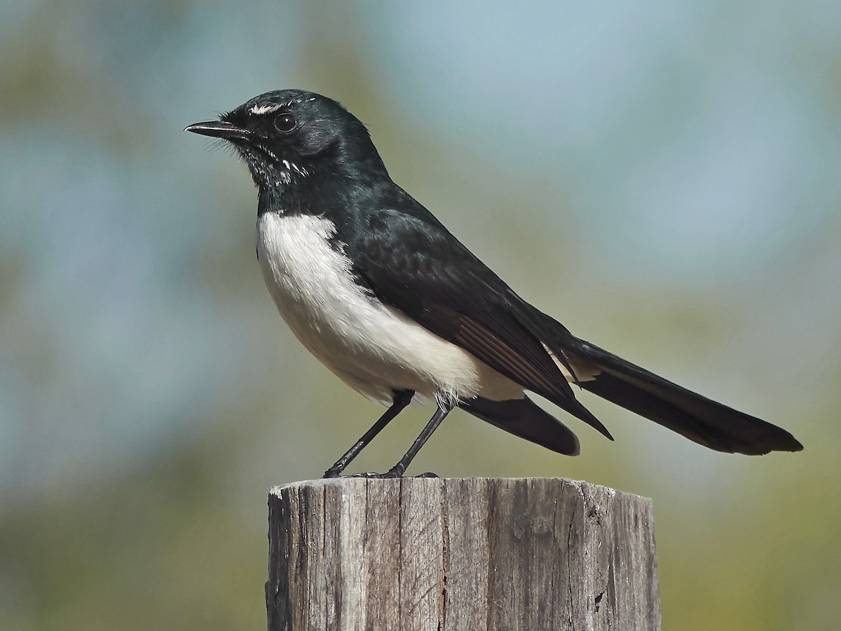 Willie-wagtail - Rhipidura leucophrys - Birds of the World