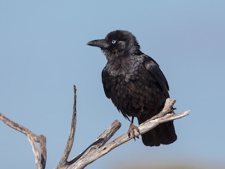 Little Crow - Corvus bennetti - Birds of the World