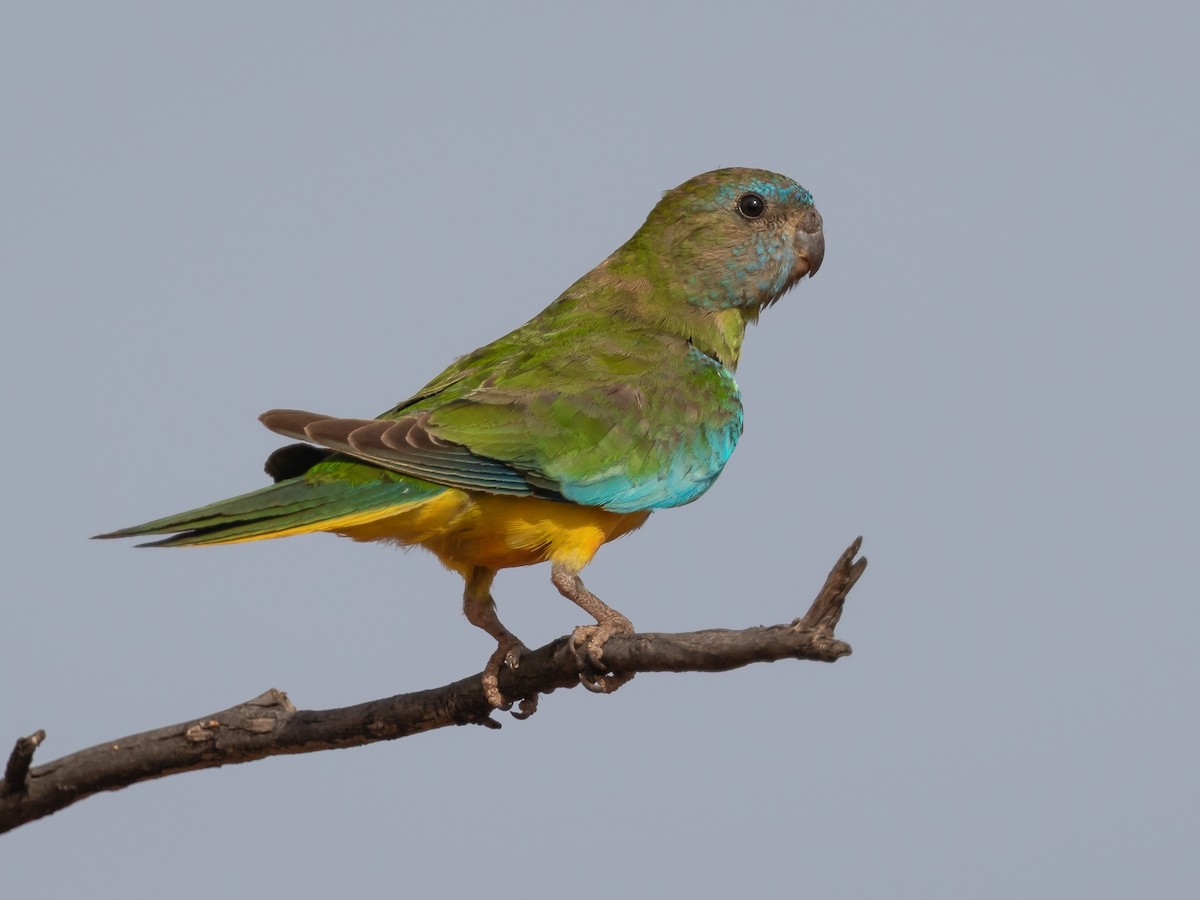 Scarlet-chested Parrot - Neophema splendida - Birds of the World