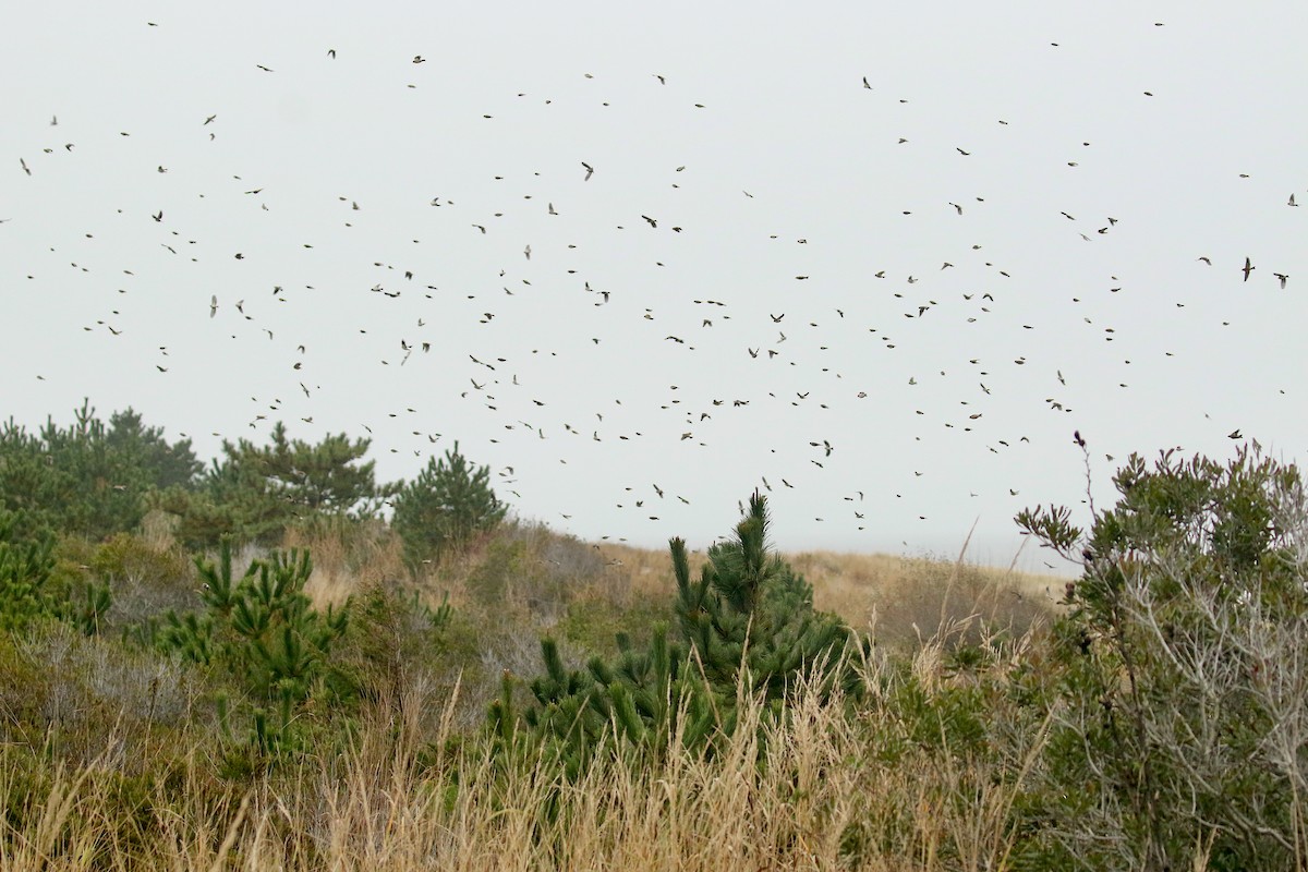 eBird Checklist - 30 Nov 2020 - Cape Island--CMP (Cape May Point) - 1 ...
