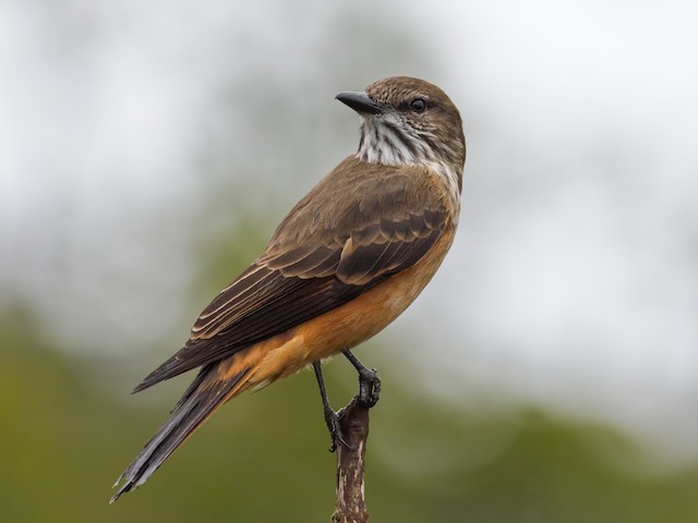 Photos - Streak-throated Bush-Tyrant - Myiotheretes striaticollis ...
