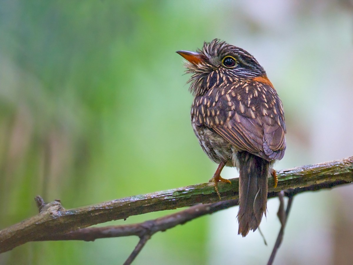 Semicollared Puffbird - Malacoptila semicincta - Birds of the World