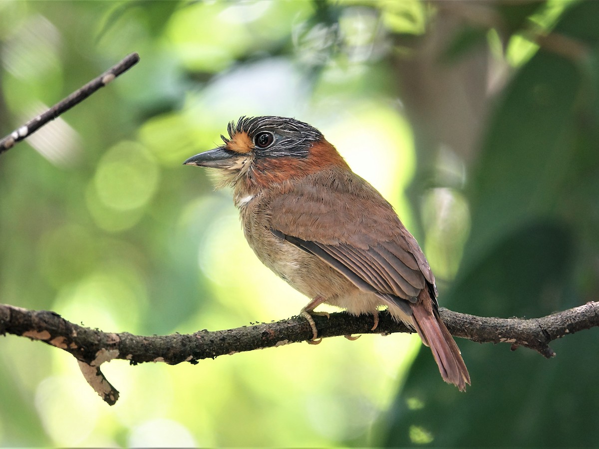 Rufous-necked Puffbird - Malacoptila rufa - Birds of the World