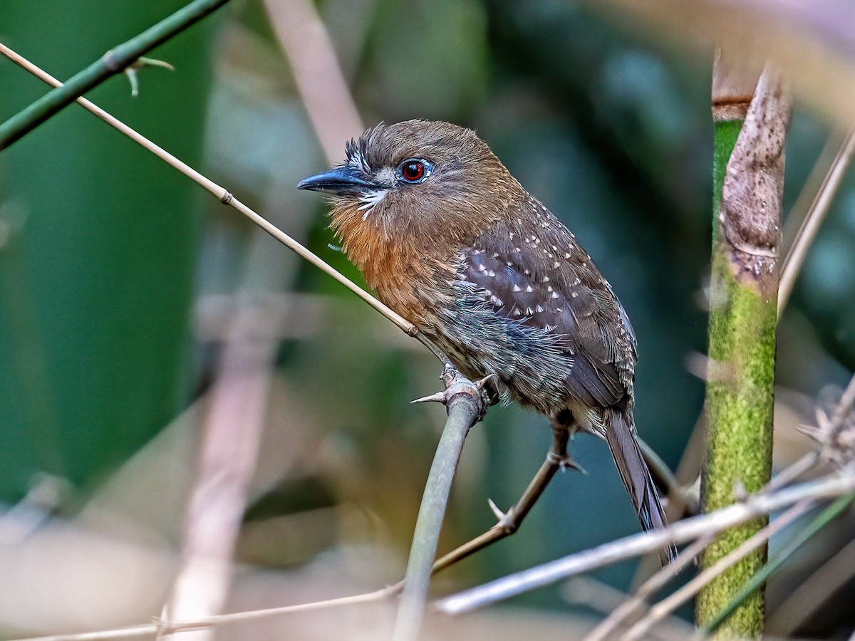Moustached Puffbird - Malacoptila mystacalis - Birds of the World