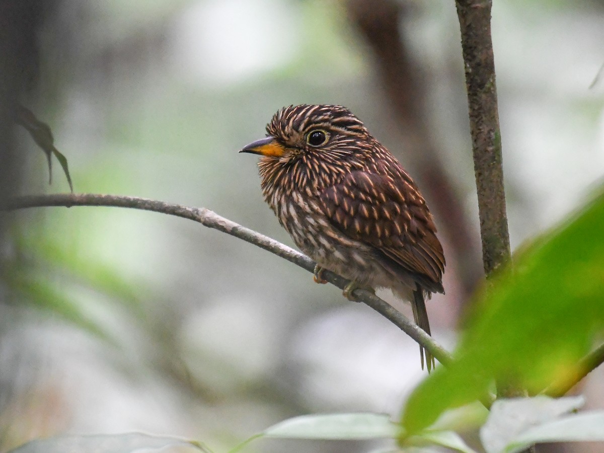 White-chested Puffbird - Malacoptila fusca - Birds of the World