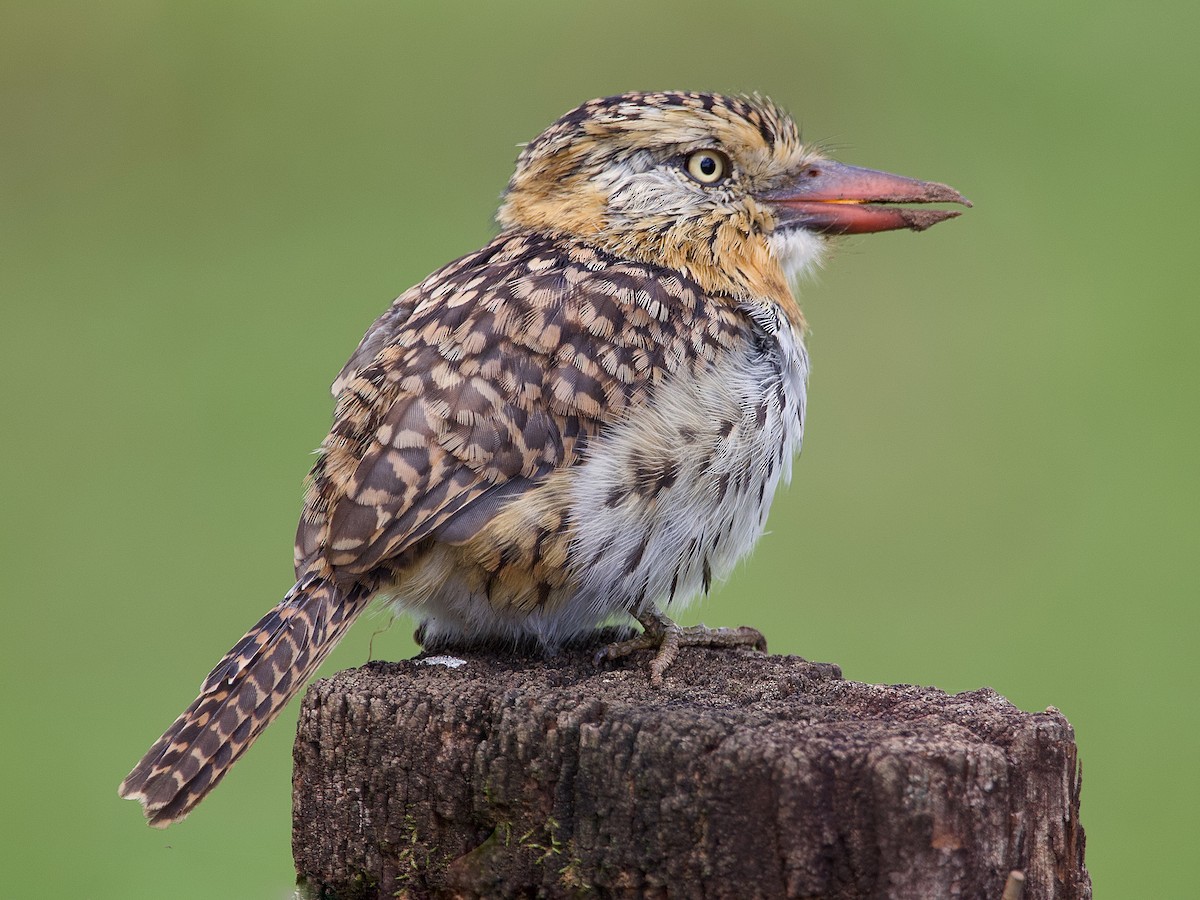 Spot-backed Puffbird - Nystalus maculatus - Birds of the World