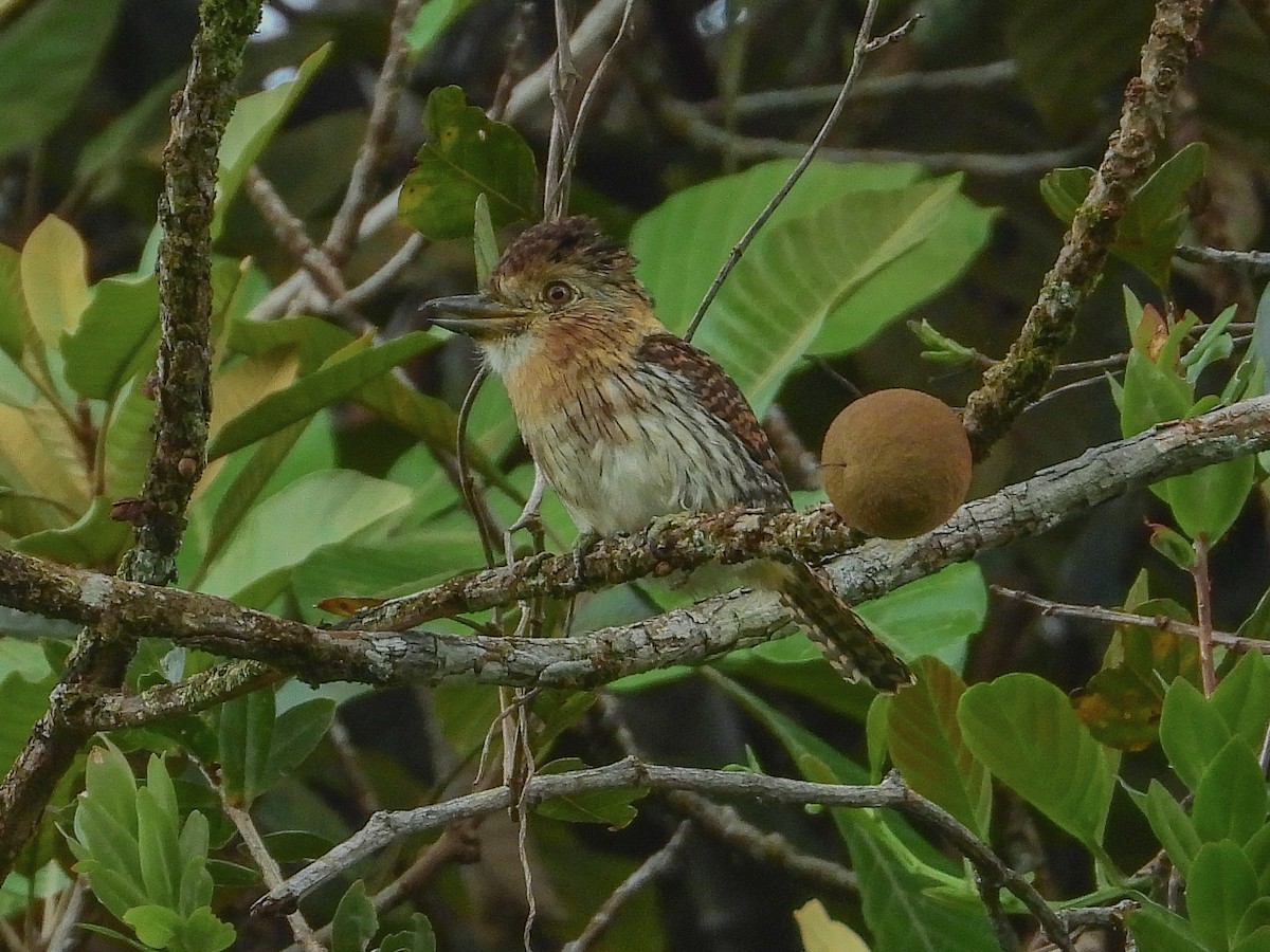 Western Striolated-Puffbird - Nystalus obamai - Birds of the World