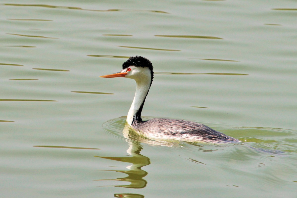 eBird Checklist - 5 Jul 2016 - Frank G. Bonelli RP/Puddingstone ...