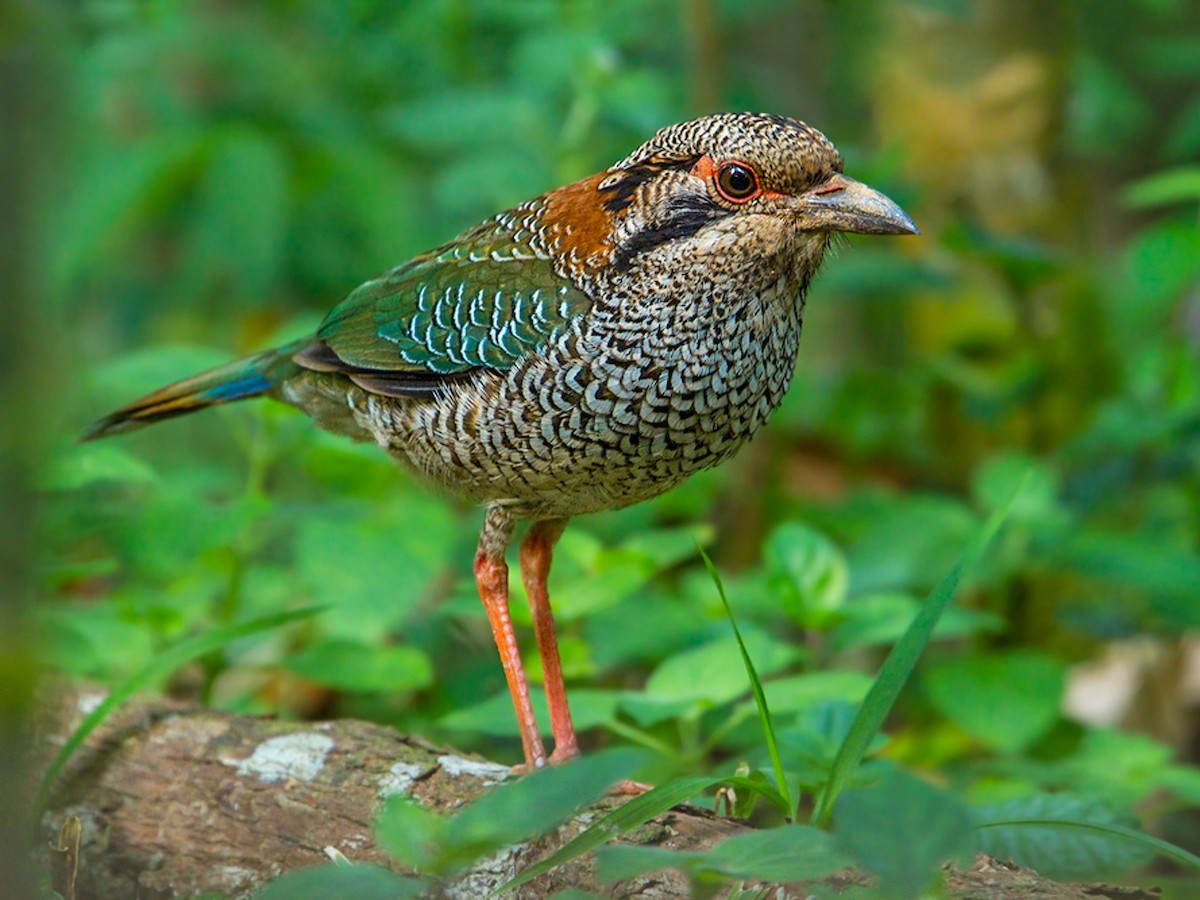 Scaly Ground-Roller - Geobiastes squamiger - Birds of the World Scaly Ground-Roller - Geobiastes squamiger - Birds of the World