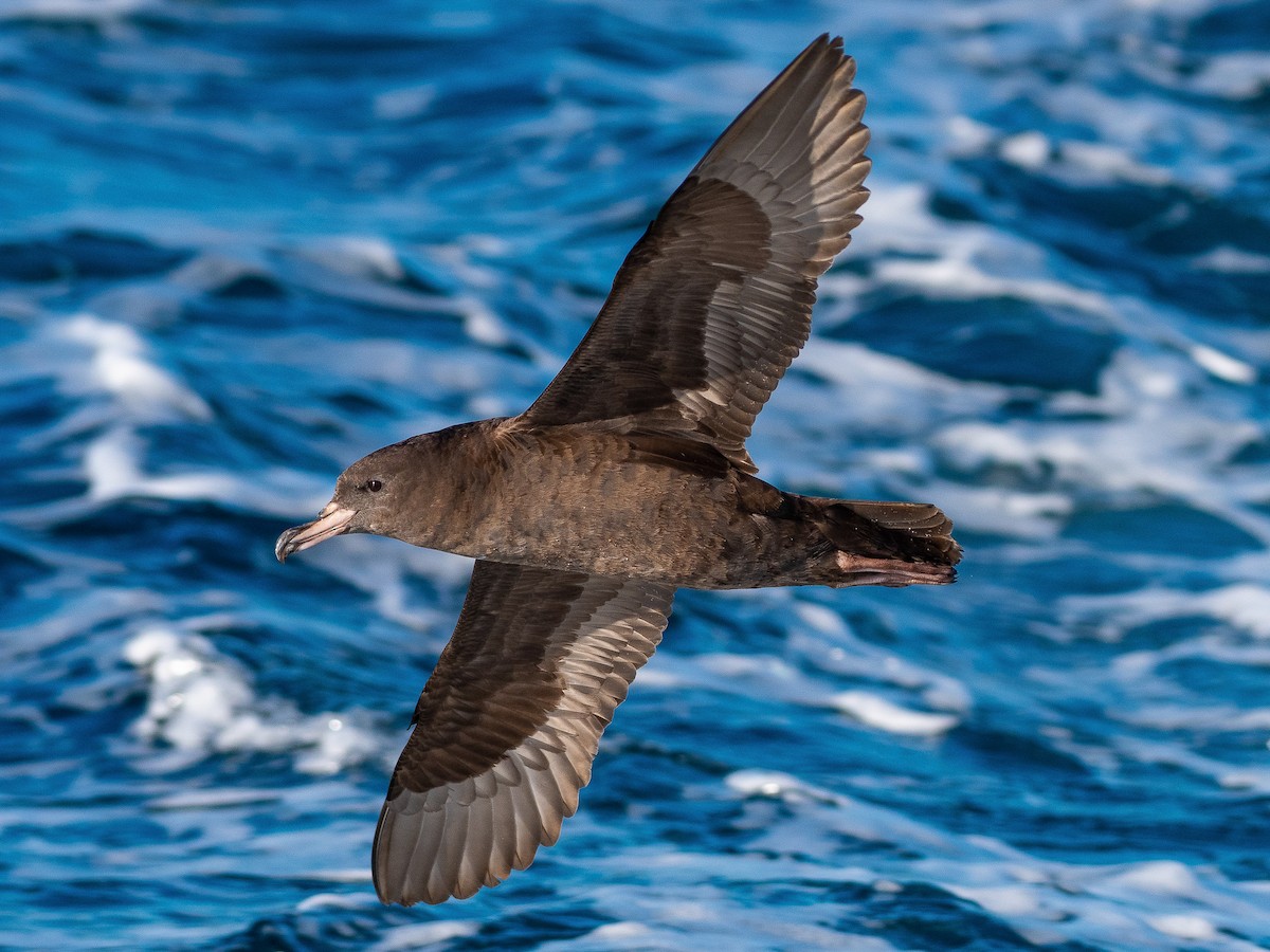 Flesh-footed Shearwater - Ardenna carneipes - Birds of the World