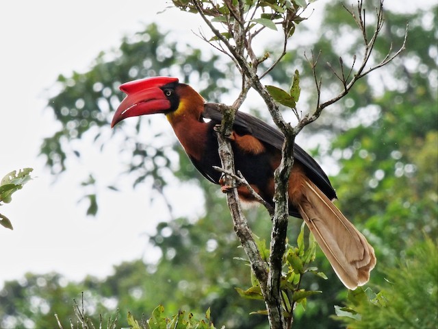 The Rufous Hornbill: The Red Ivory of the Forest and Its Struggle for ...