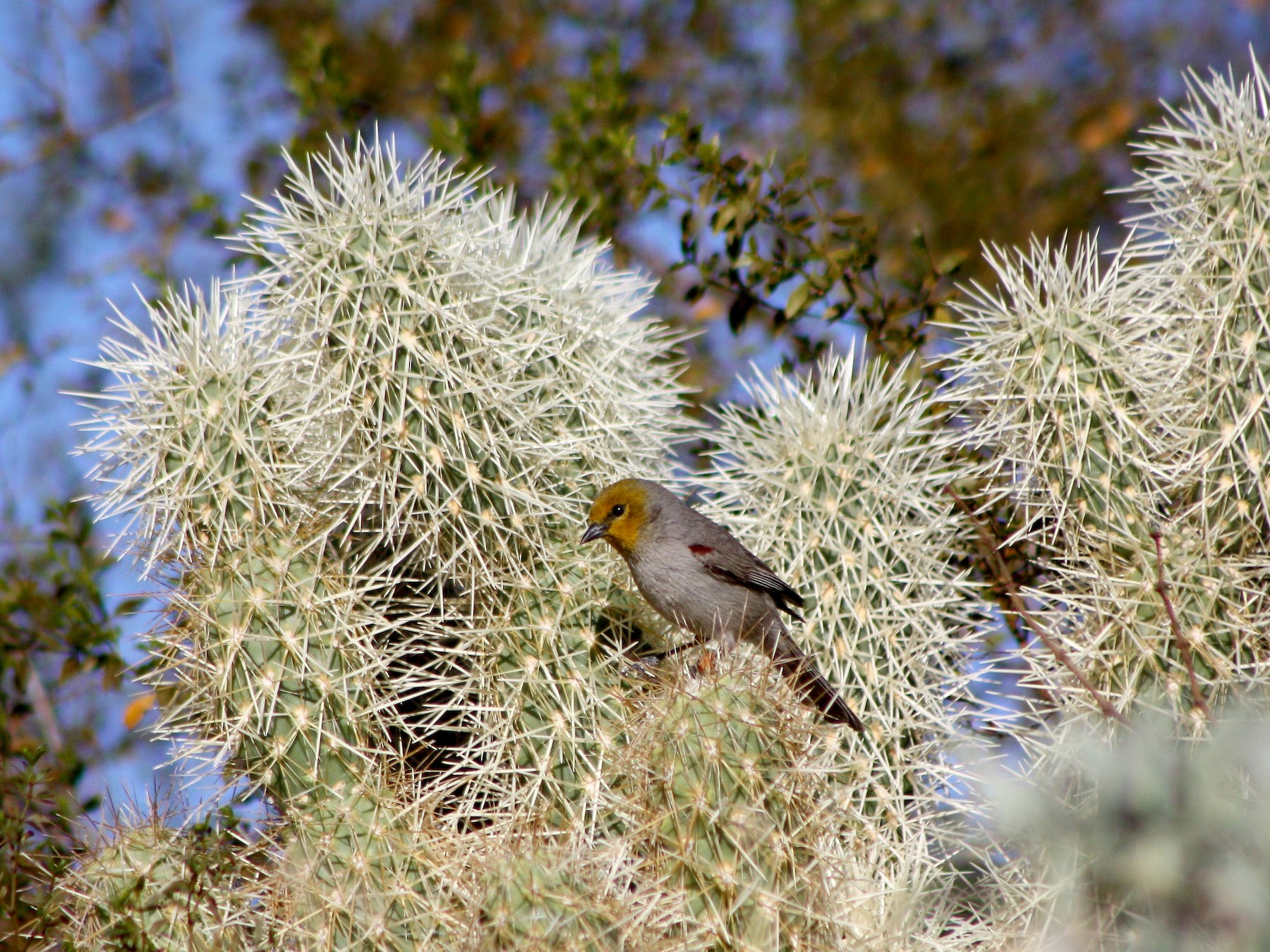 Verdin - eBird