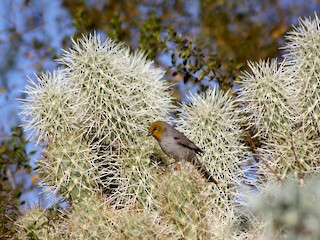 Verdin - eBird