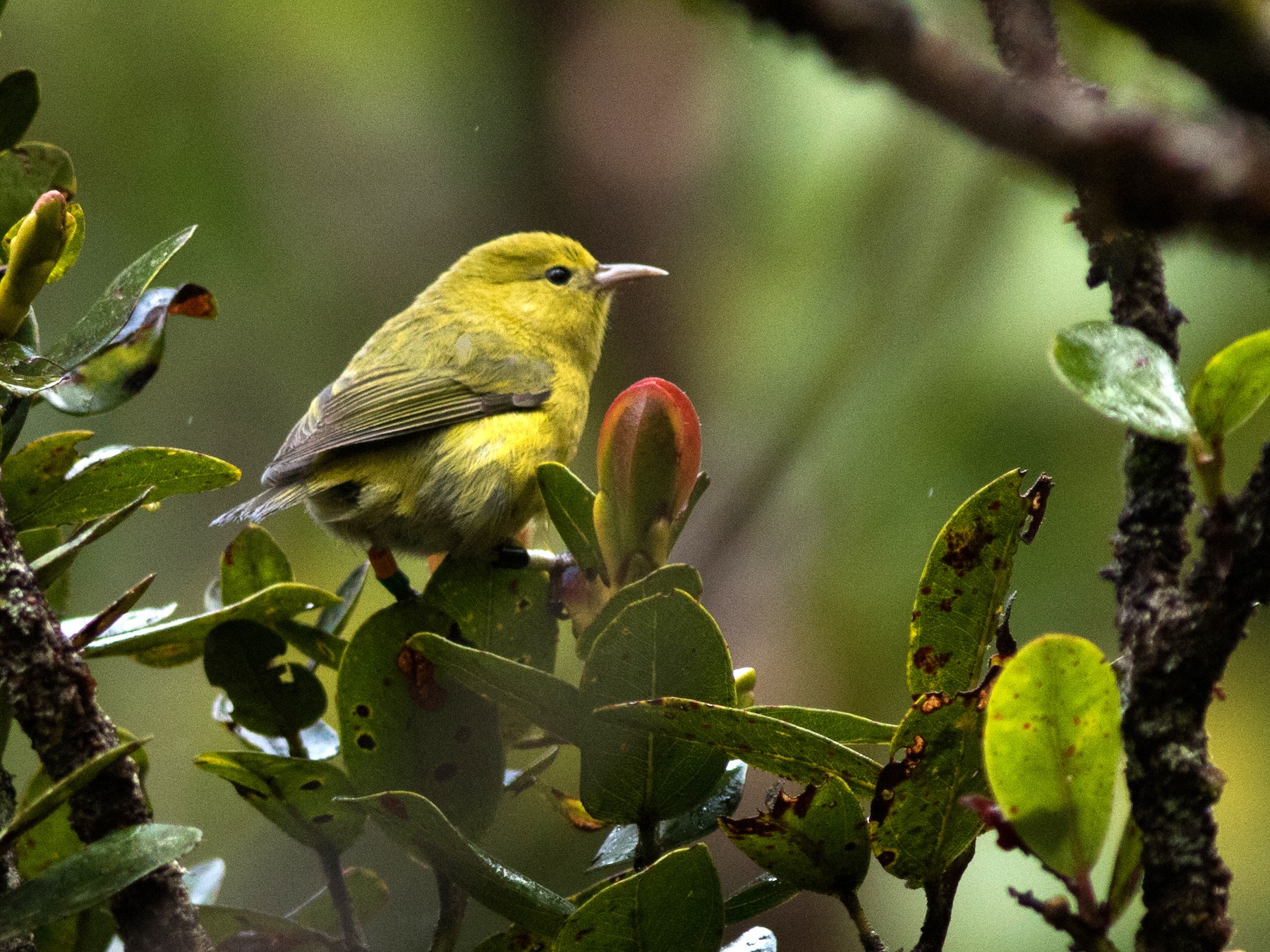 Anianiau - eBird