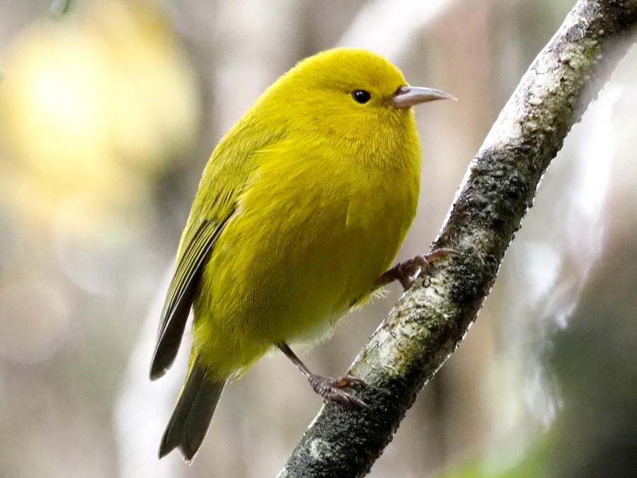 Anianiau - eBird