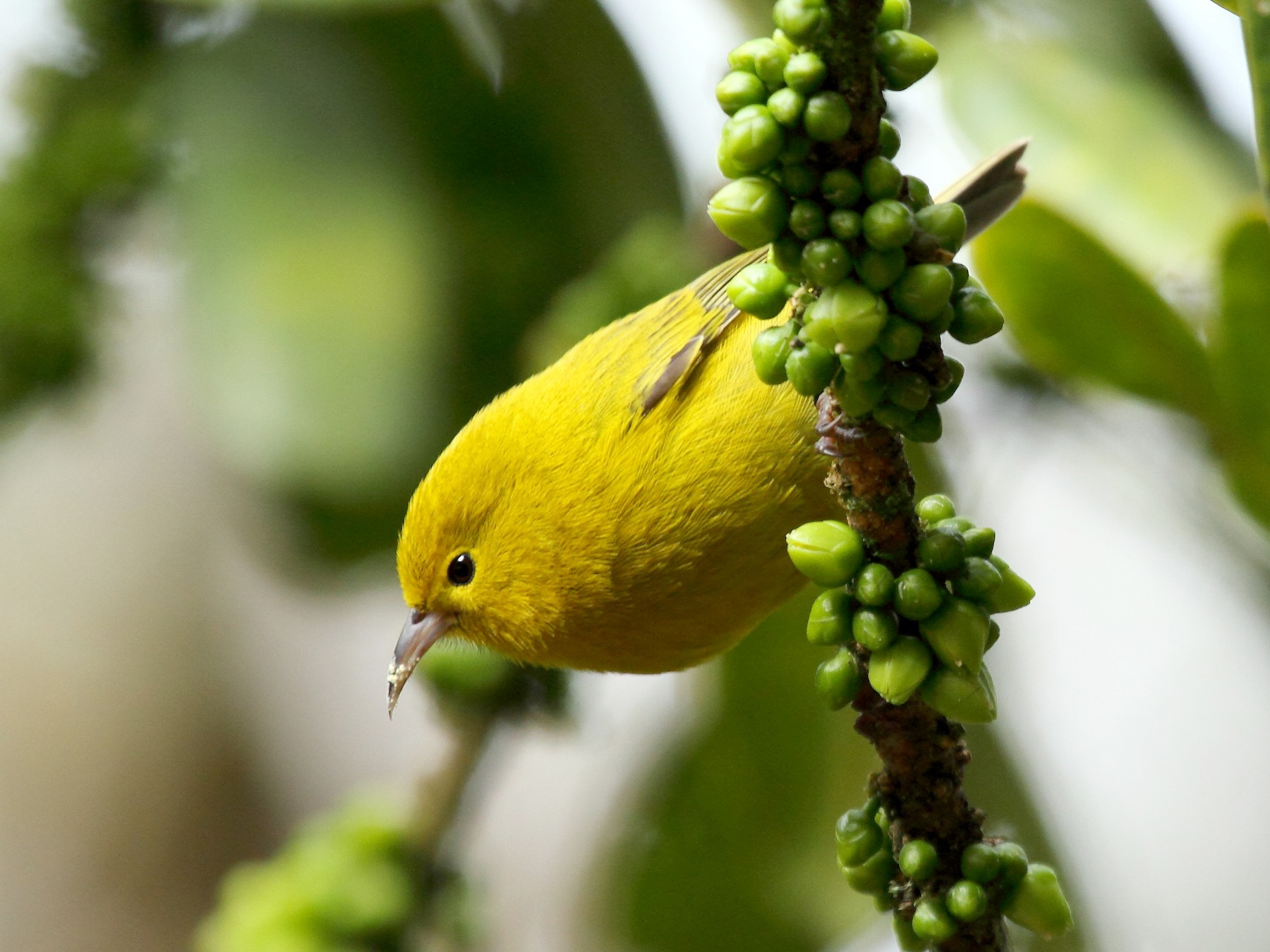 Anianiau - eBird