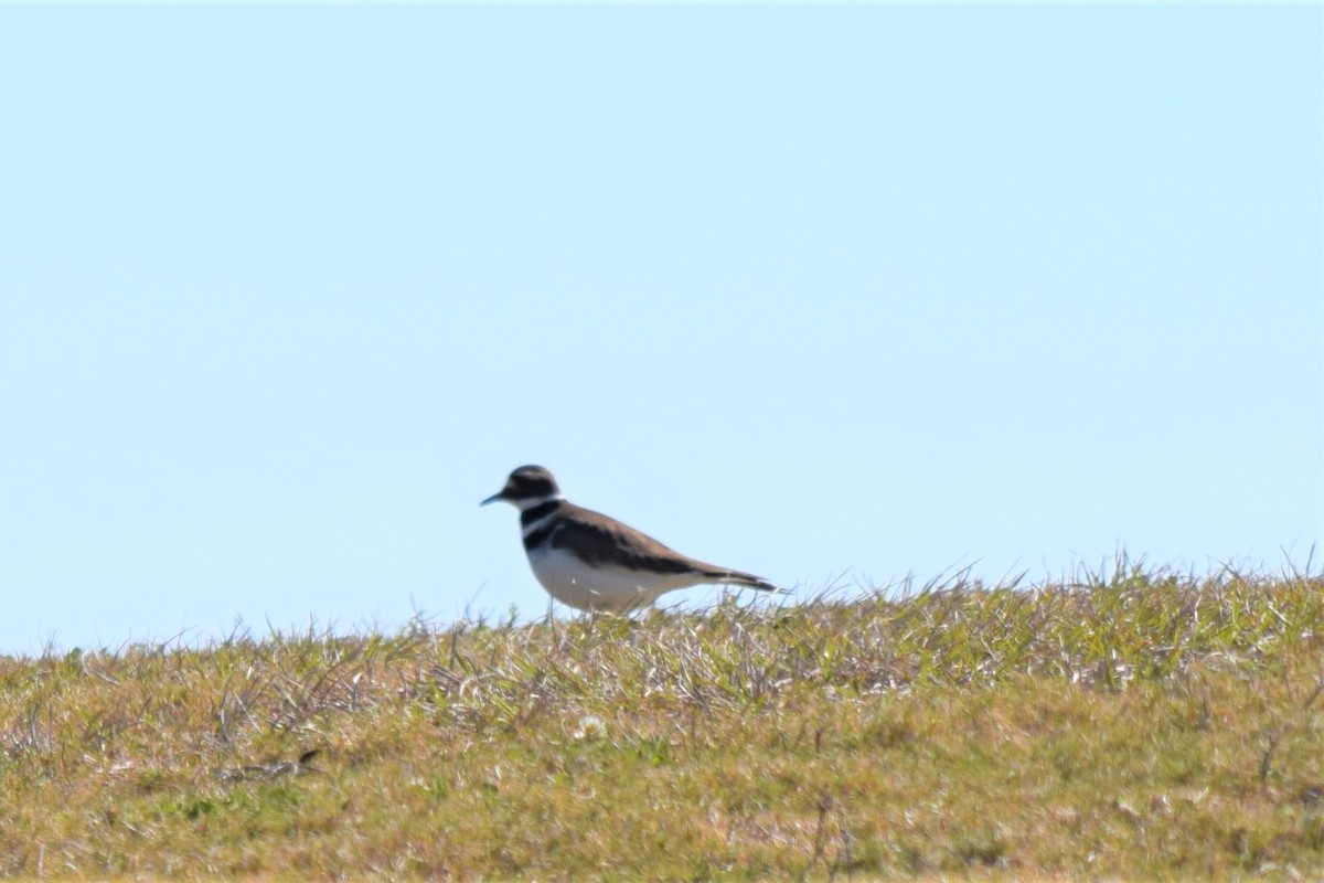 eBird Checklist - 19 Feb 2021 - Pascagoula Point Park - 10 species