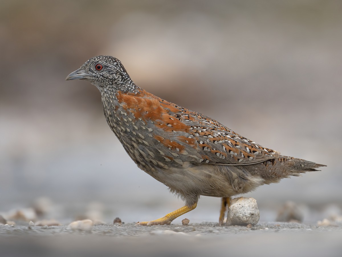 Painted Buttonquail - Turnix varius - Birds of the World