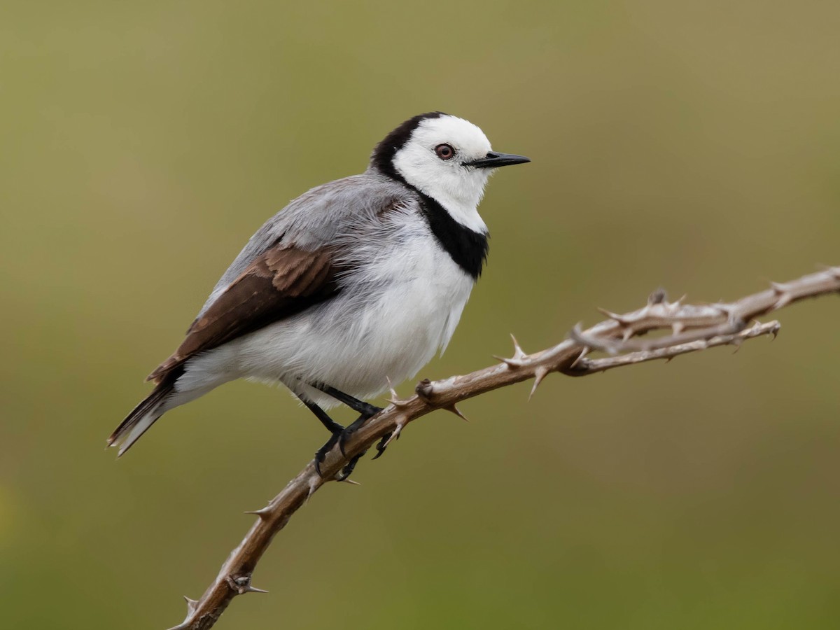 White-fronted Chat - Epthianura albifrons - Birds of the World