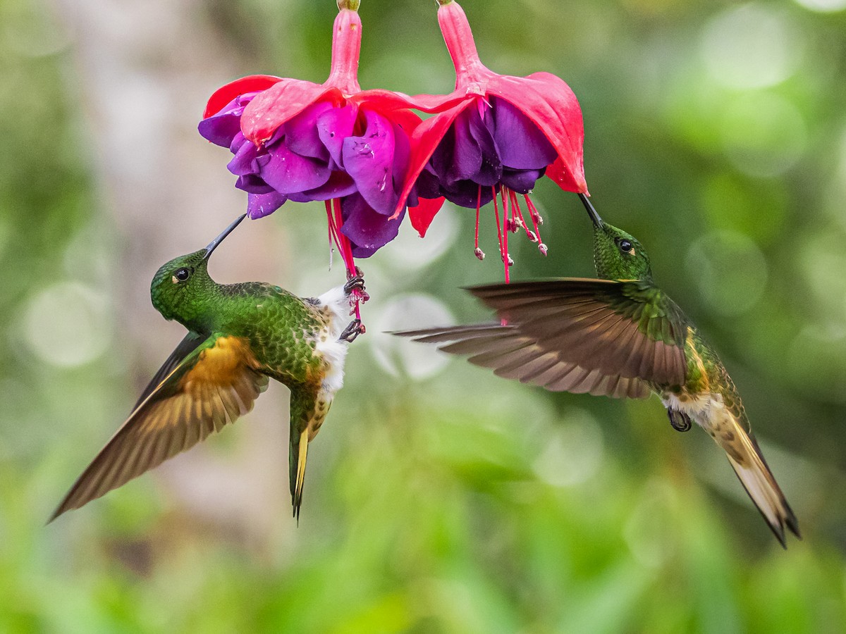 Buff-tailed Coronet - Boissonneaua flavescens - Birds of the World