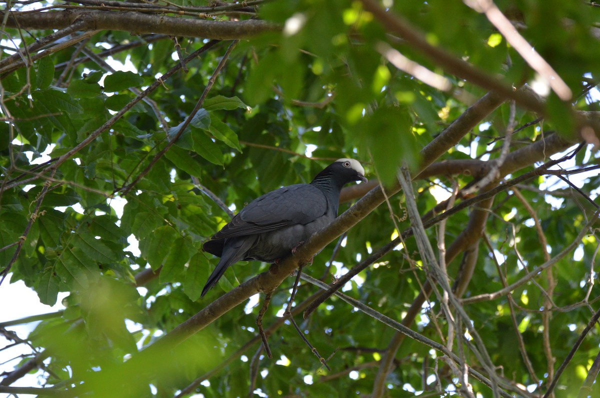 eBird Checklist - 1 Feb 2015 - Quintana Roo - 120 species