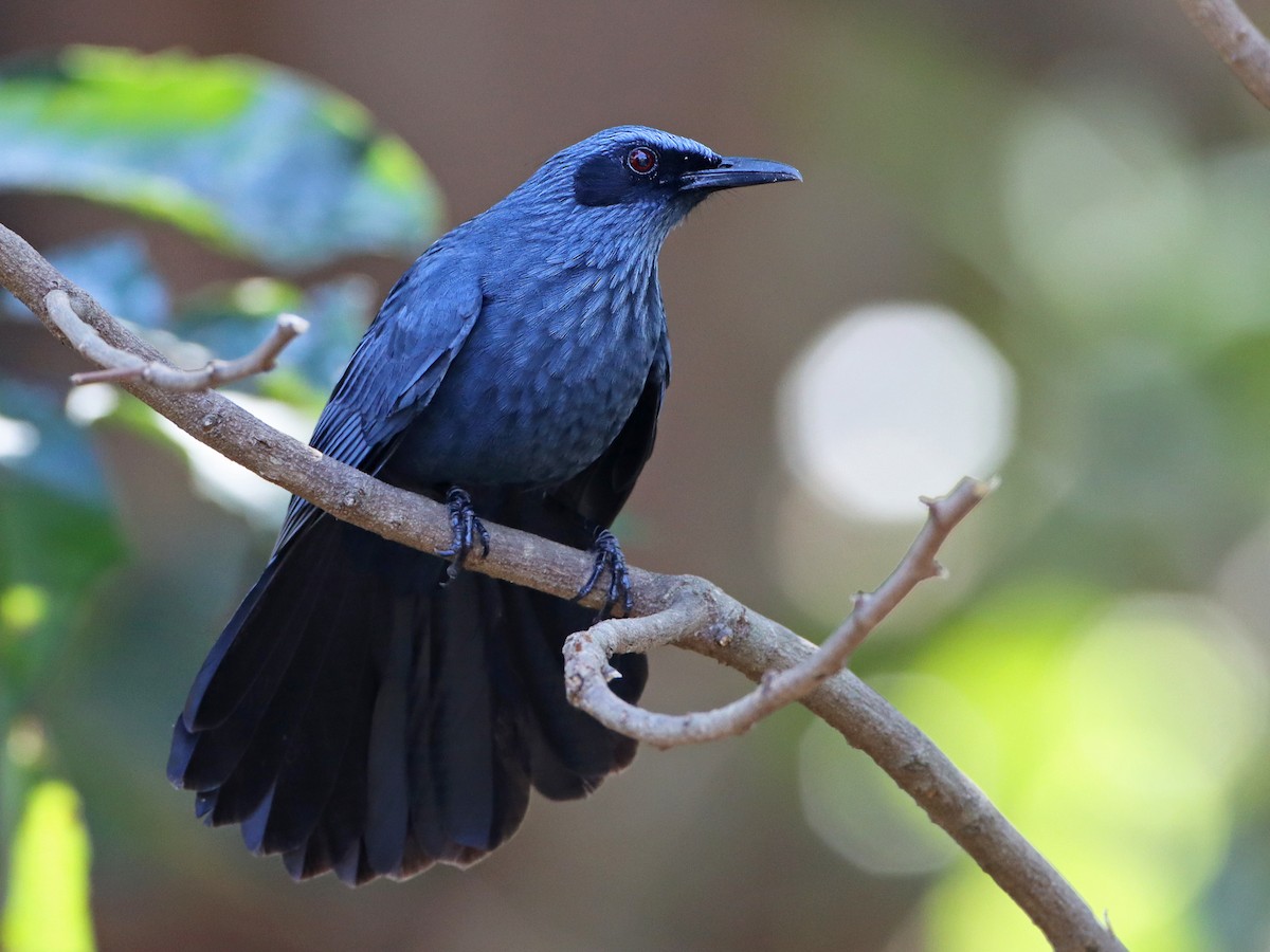 Blue Mockingbird - Melanotis caerulescens - Birds of the World