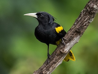 Yellow-winged Cacique - Cassiculus melanicterus - Birds of the World