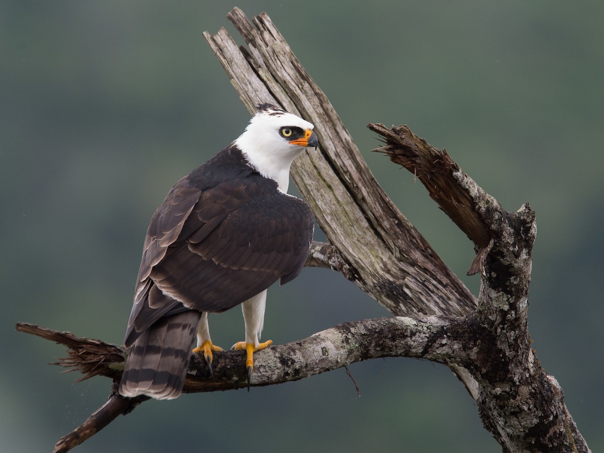 Black-and-white Hawk-Eagle - Spizaetus melanoleucus - Birds of the World