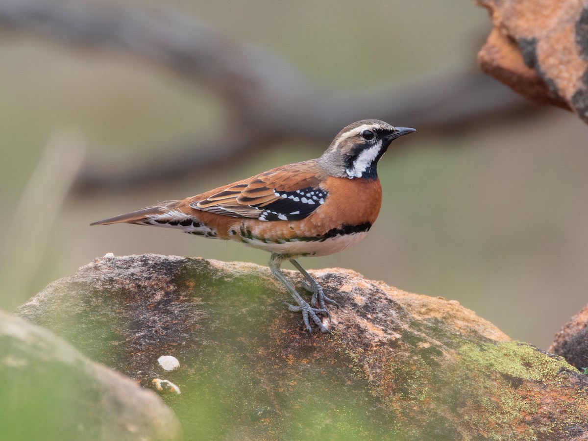 Chestnut-breasted Quail-thrush - Cinclosoma castaneothorax - Birds of ...