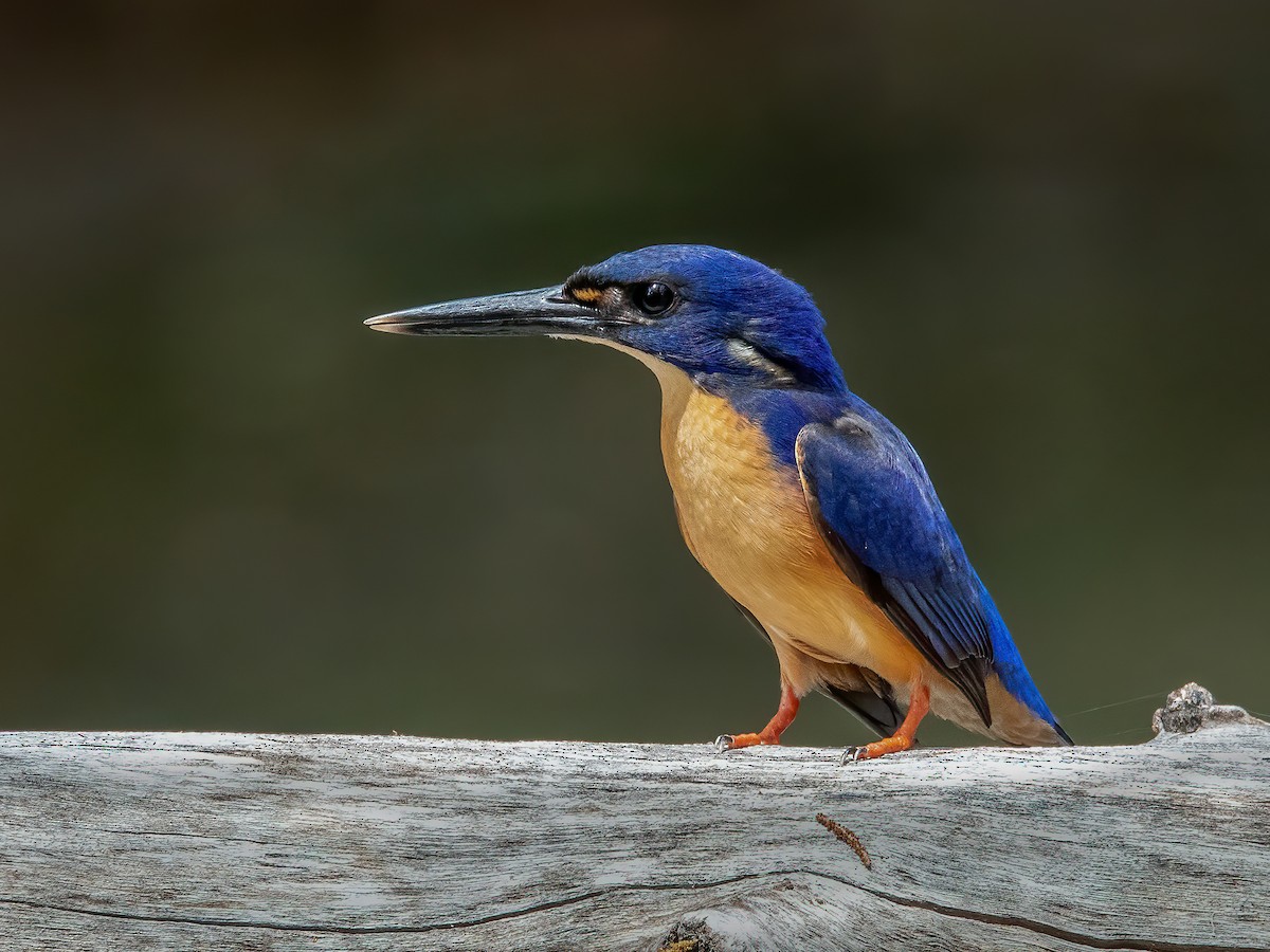 Azure Kingfisher - Ceyx azureus - Birds of the World