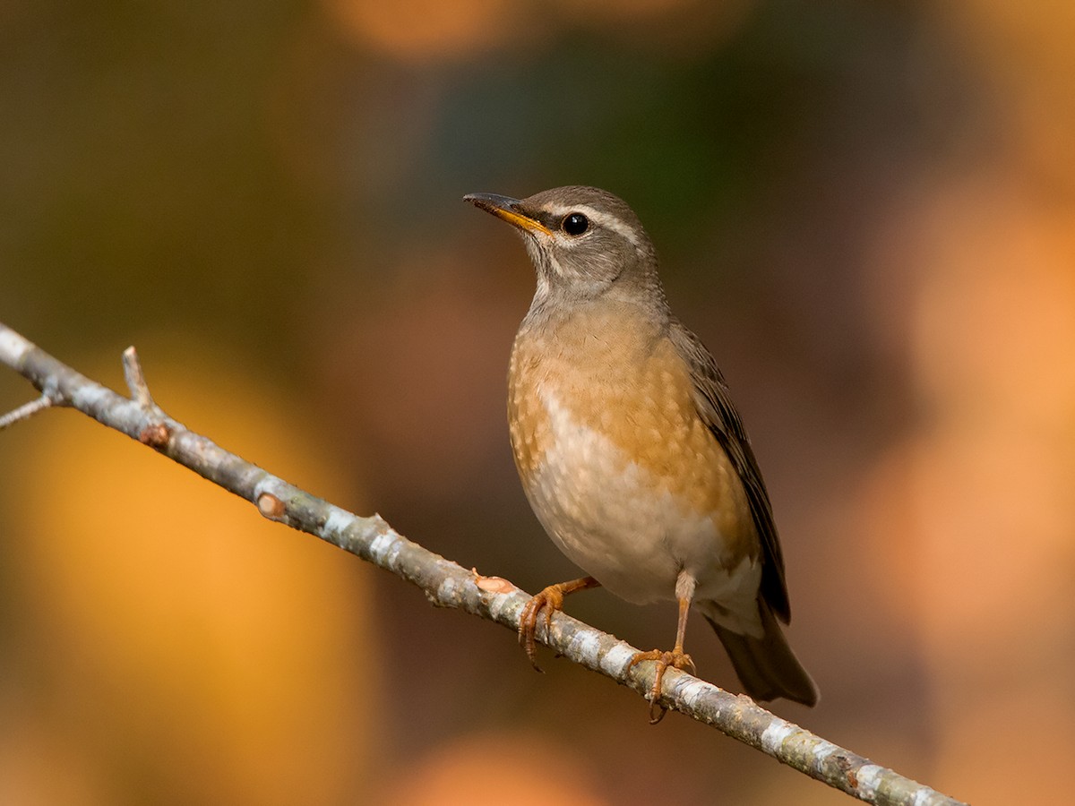 Eyebrowed Thrush - Turdus obscurus - Birds of the World
