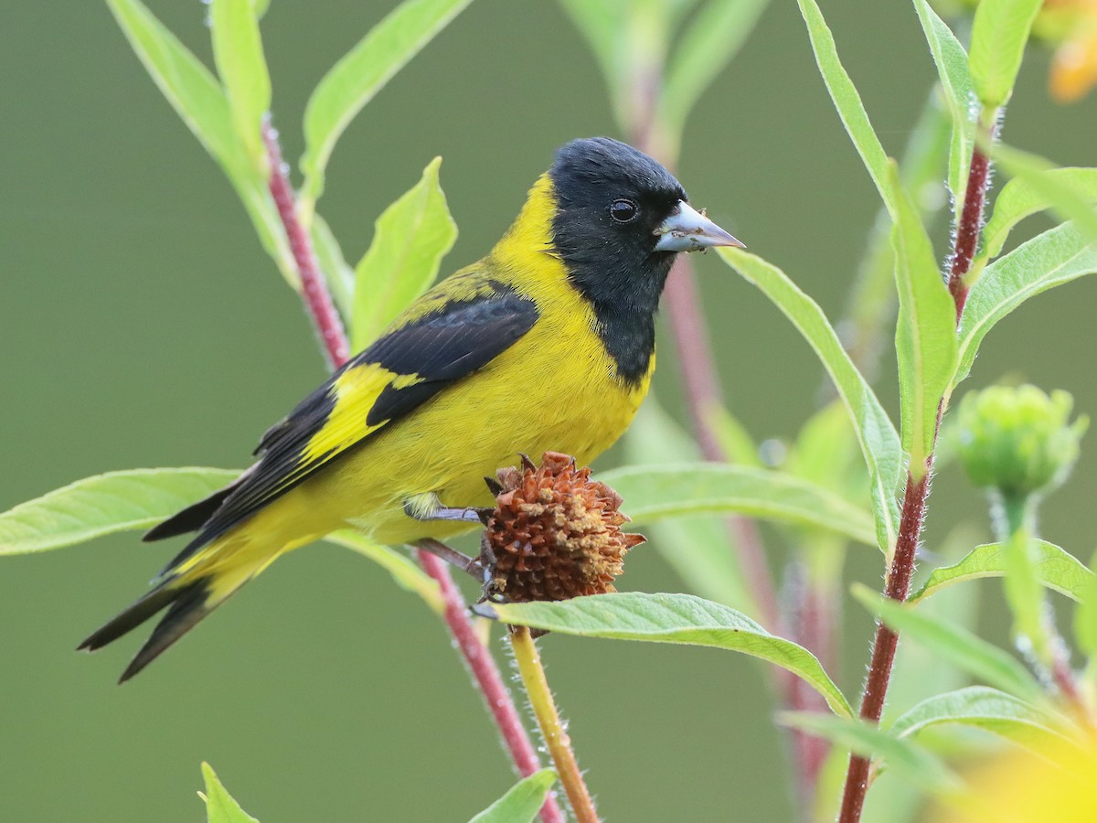 Black-headed Siskin - Spinus notatus - Birds of the World