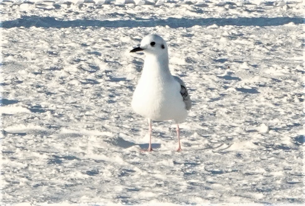 eBird Checklist - 20 Feb 2021 - Siesta Key Public Beach - 17 species