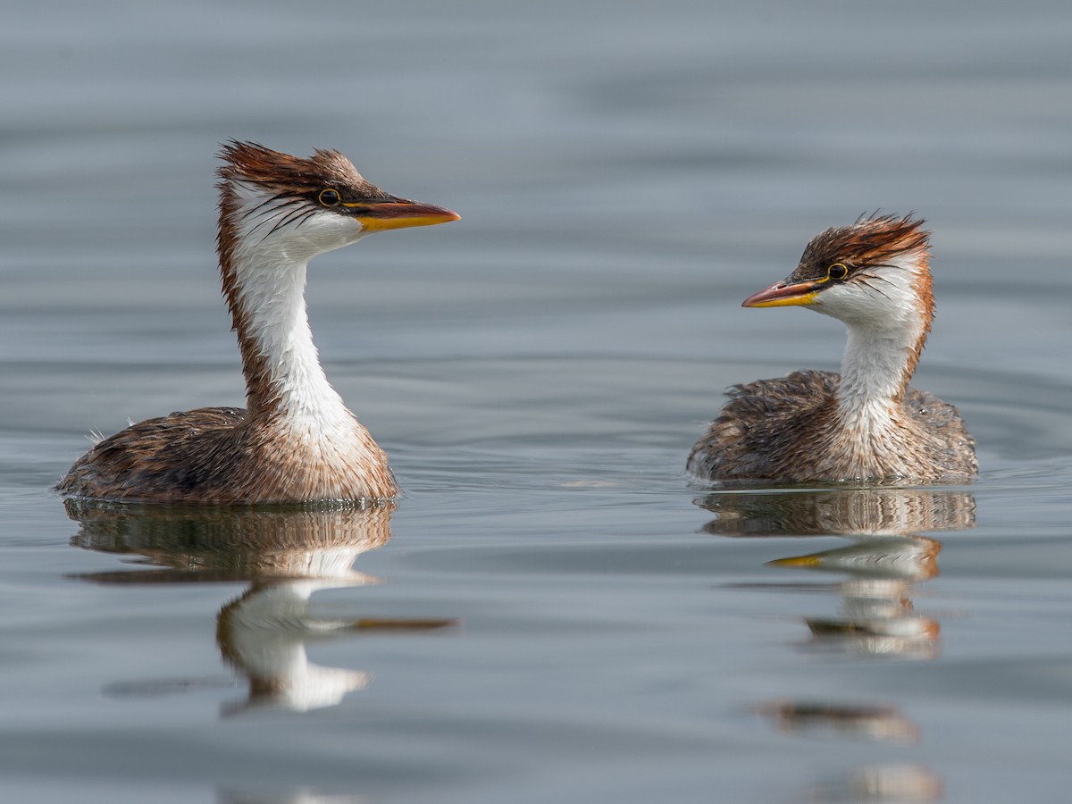 Titicaca Grebe - Rollandia microptera - Birds of the World