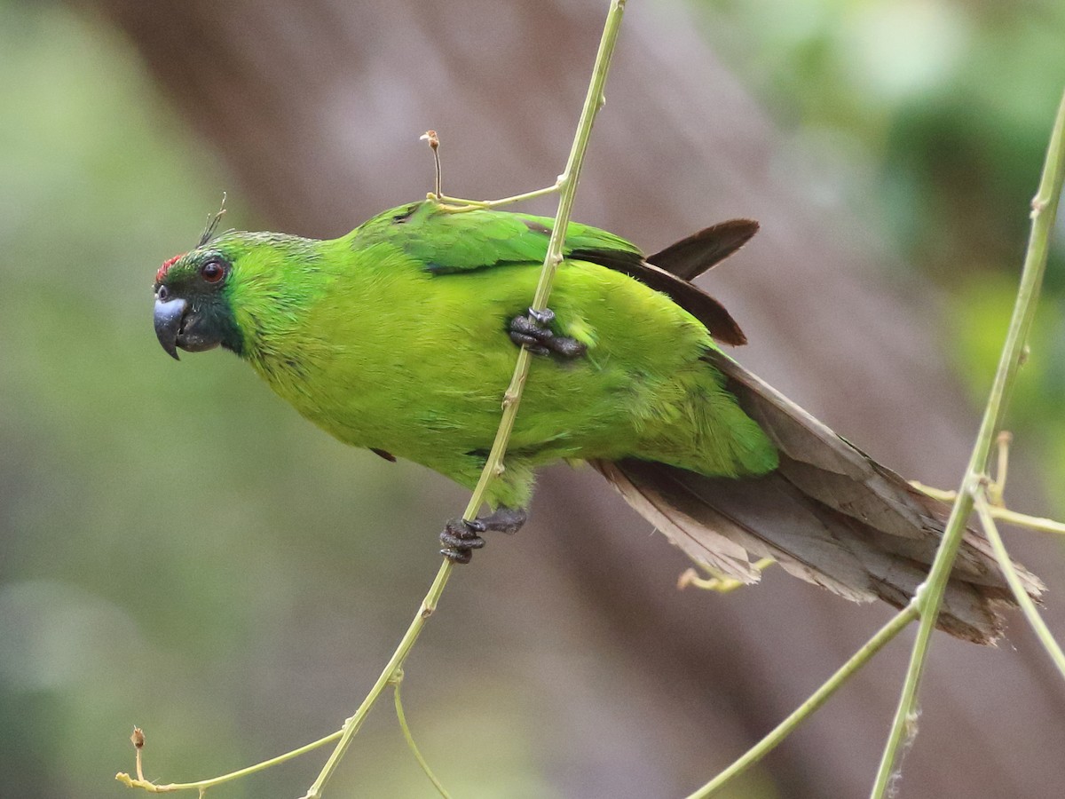 Ouvea Parakeet - Eunymphicus uvaeensis - Birds of the World