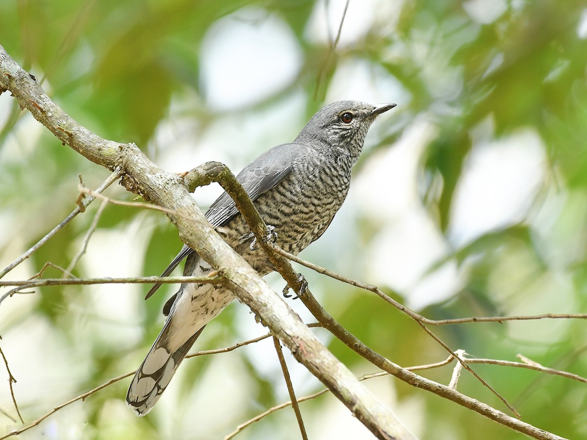 Indochinese Cuckooshrike - Lalage polioptera - Birds of the World