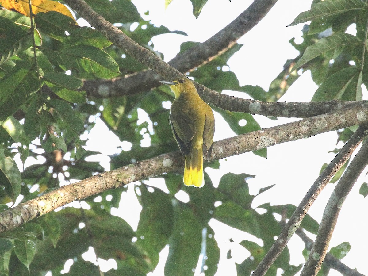 Seram Golden-Bulbul - Hypsipetes affinis - Birds of the World