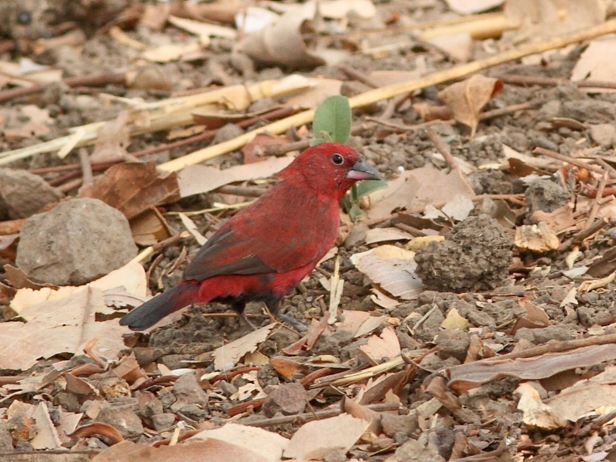 Black-bellied Firefinch - Lagonosticta rara - Birds of the World