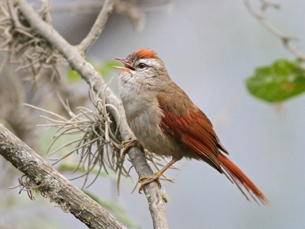 Bolivian Spinetail - Cranioleuca henricae - Birds of the World