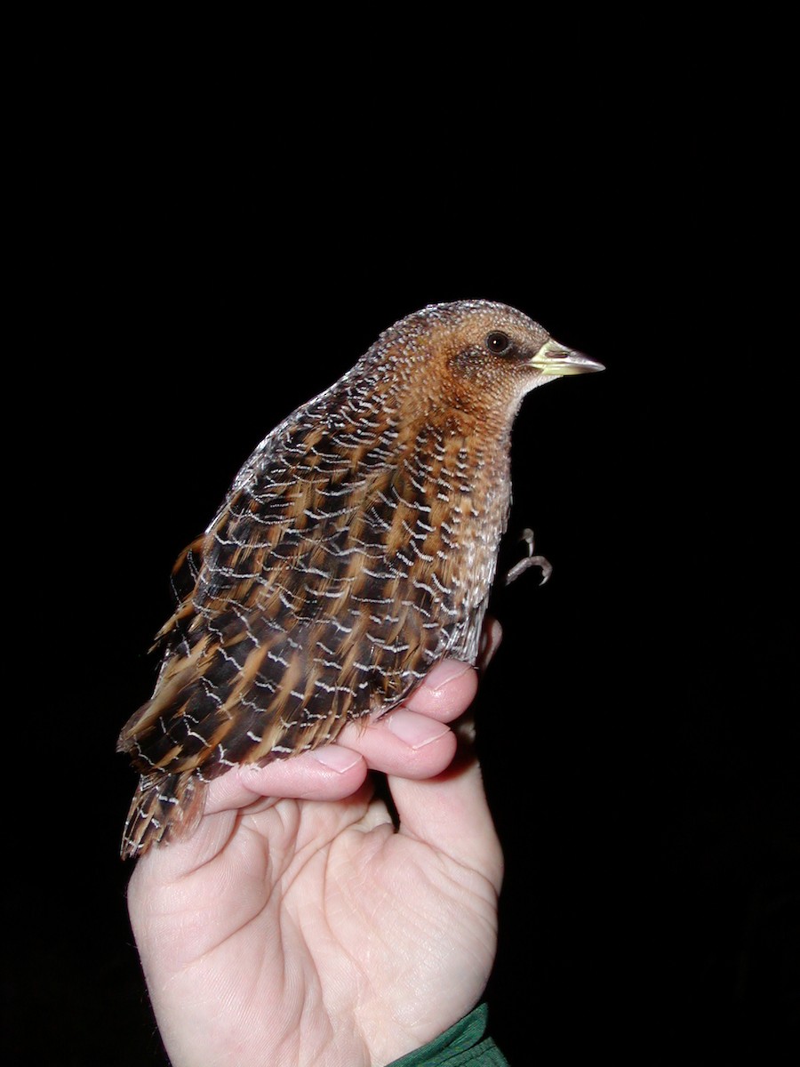 eBird Checklist - 17 Jan 2006 - Sherburne WMA Complex--South Farm - 14 ...